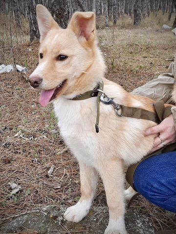 Милочка в добрые руки