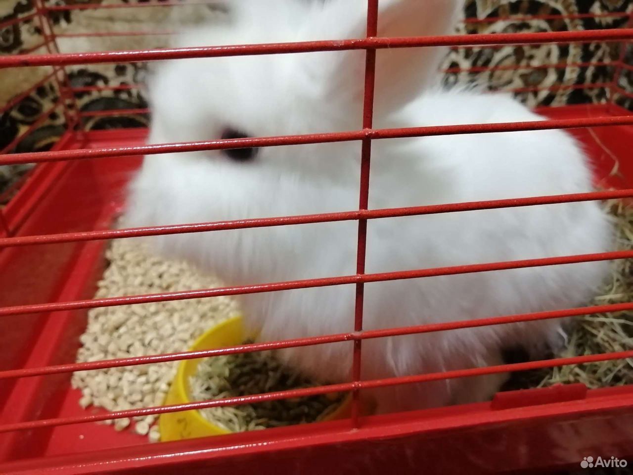 Карликовый кролик