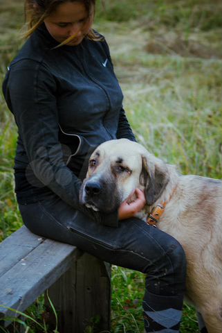 Назар. Турецкий кангал. Добряк в добрые руки