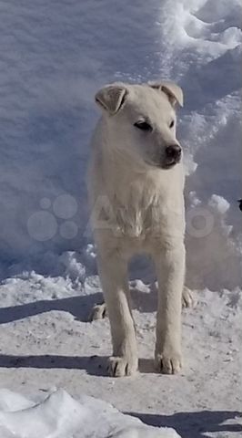 Щенки в добрые руки