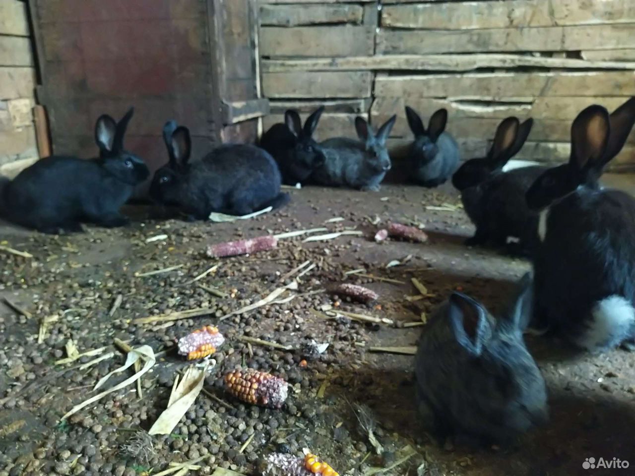 Кролик