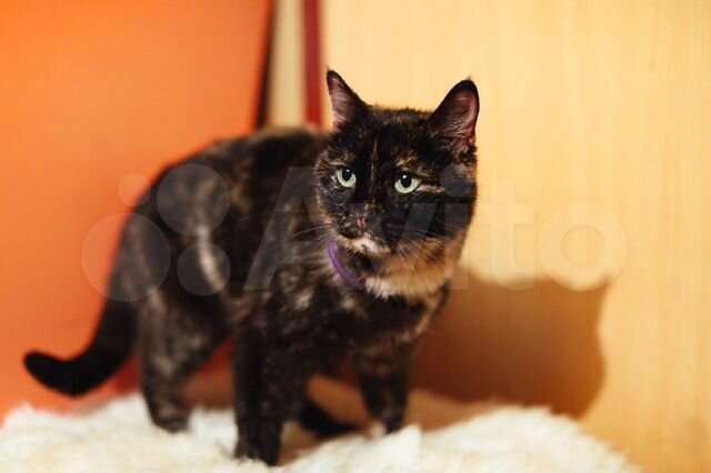 Сливка. Неповторимая кошка в добрые руки