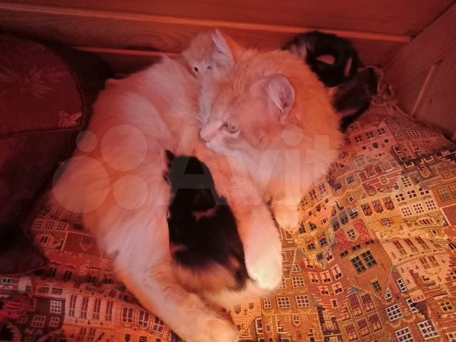 Котята ищут дом