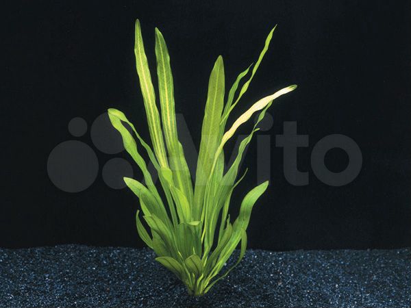 Эхинодорус Горемана