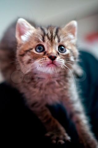 Славный котенок