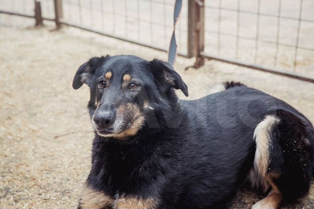 Помесь овчарки. Красавица Агата