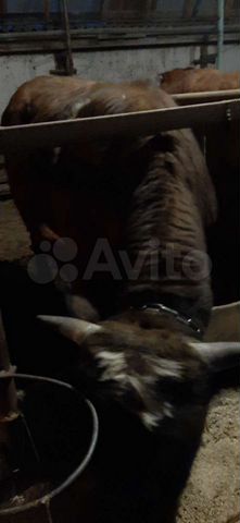 Быки на мясо