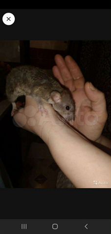 Крыса дамбо