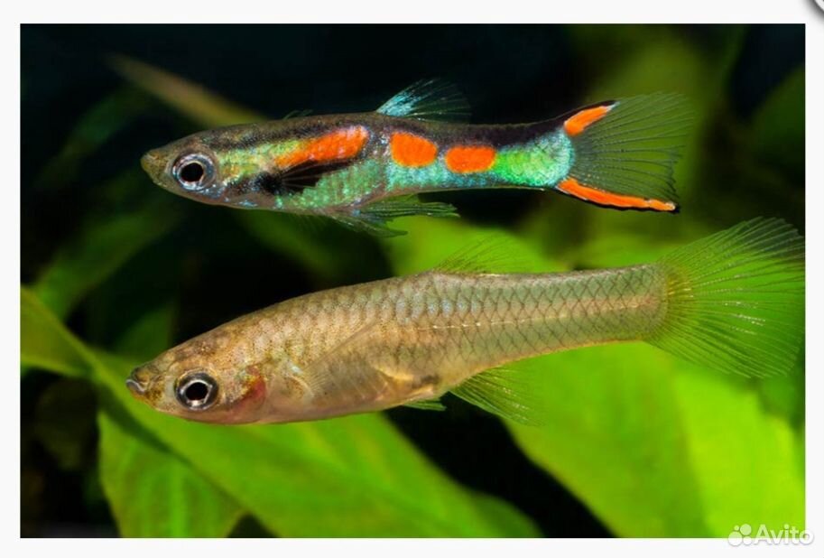 Гуппи Эндлера