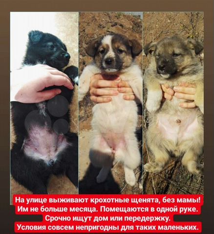 Щенята. Щенок