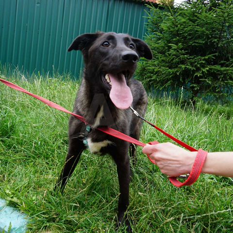 Чернобурая красавица ищет дом