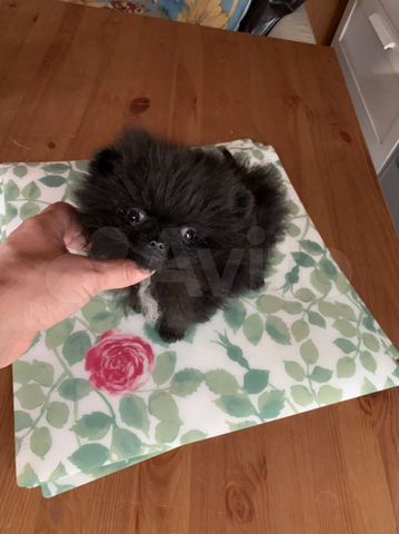 Шпиц Микро Мальчик черный Шико