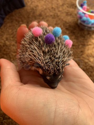 Ручные Африканские ежата