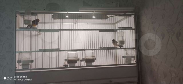 Амадины Гульда