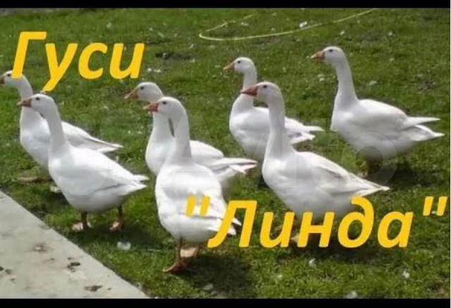 Гусята «Линда»