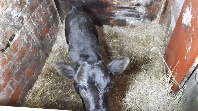 Продаю тёлочку