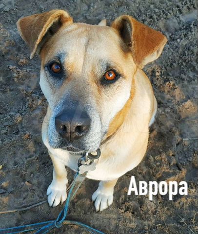 Собачья пара Аврора и Аркаша ищут семью