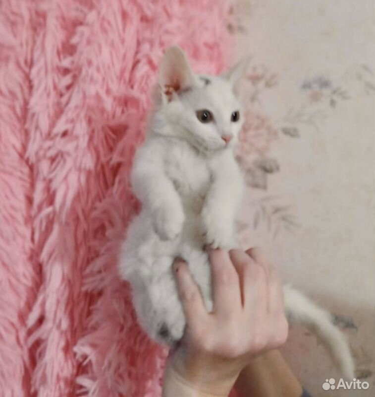 Котик 2 месяца