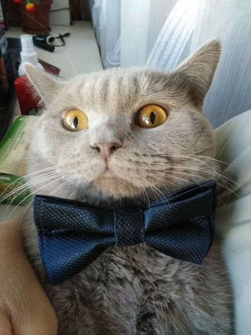 Кот Британец, вязка