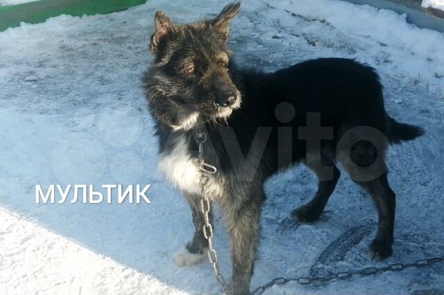 Звонкий охранник в дом