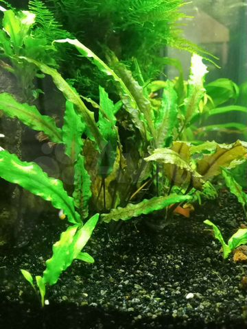 Аквариумное растение