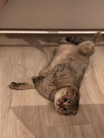 Вязка шотландец фолд