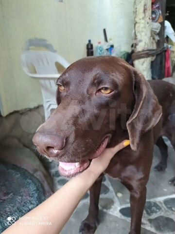 Курцхаар в добрые руки в дар