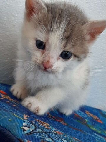 Самые красивые котятки