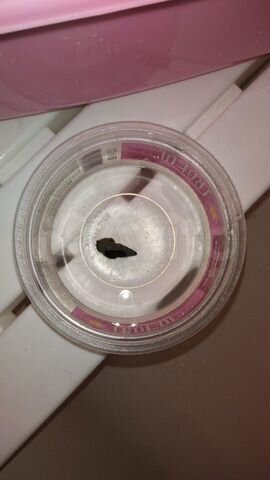 Улитка хелена одна бесплатно