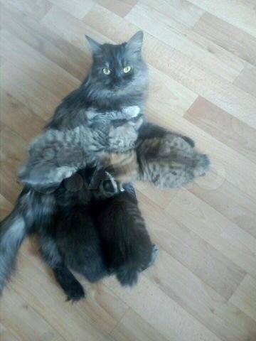 Котята от здоровой домашней кошки