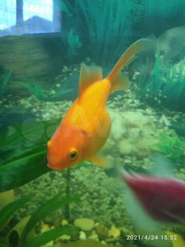 Золотая рыбка