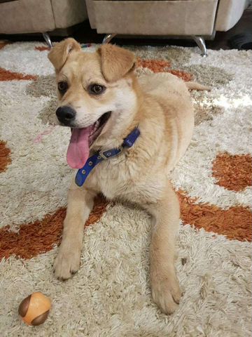 Щенок девочка 5 месяцев помесь мастифа