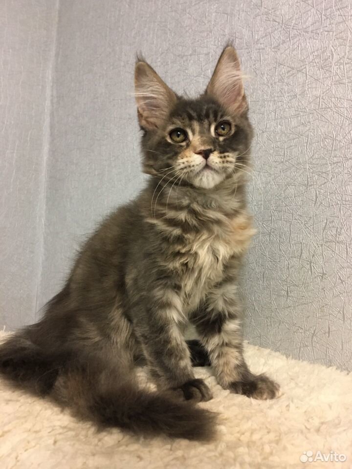 Ждём любящего хозяина