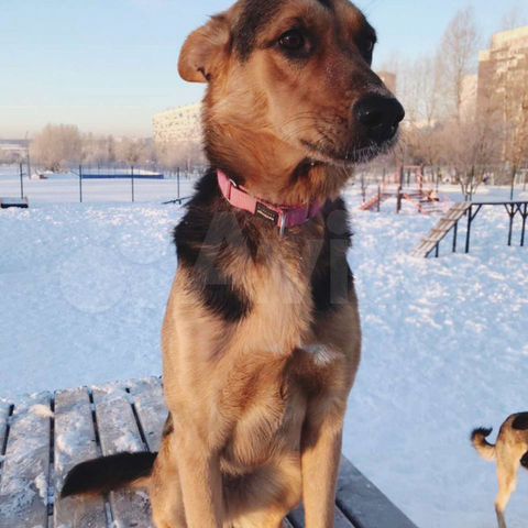 Чудесна девочка метис овчарки ждёт своих хозяев