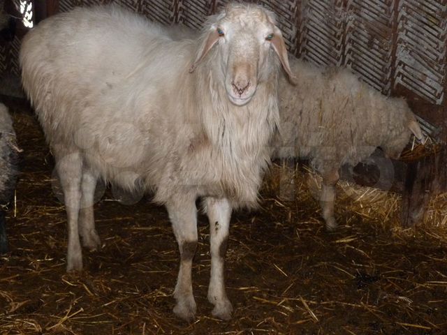 Баран эдильбай