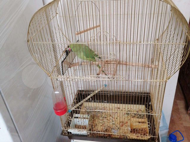 Ожирелый попугай