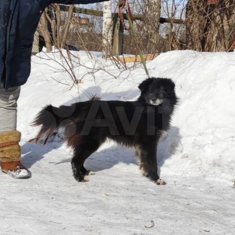 Жук (потому что черный) ищет дом