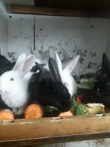Кролики для выращивания на мясо