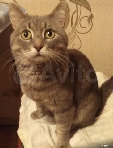 Спасите домашнего ласкового котика
