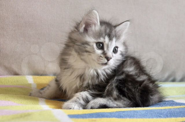 Котята курилького бобтейла